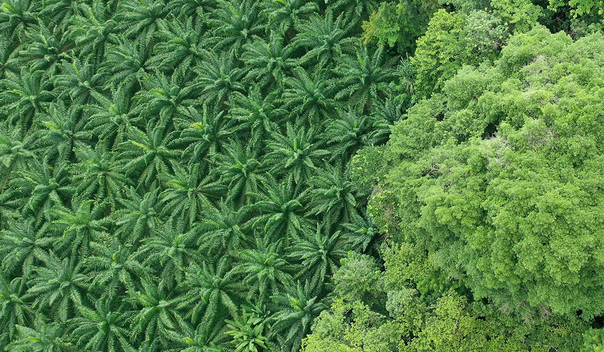 The impact of deforestation on Ivory Coast: an overview